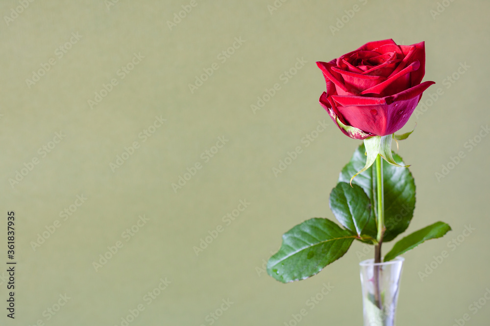 horizontal still-life with copyspace - single fresh red rose flower in ...