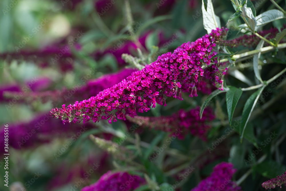 Buddleja (Buddleja davidii), flowers of summer. Buddleja davidii the ...