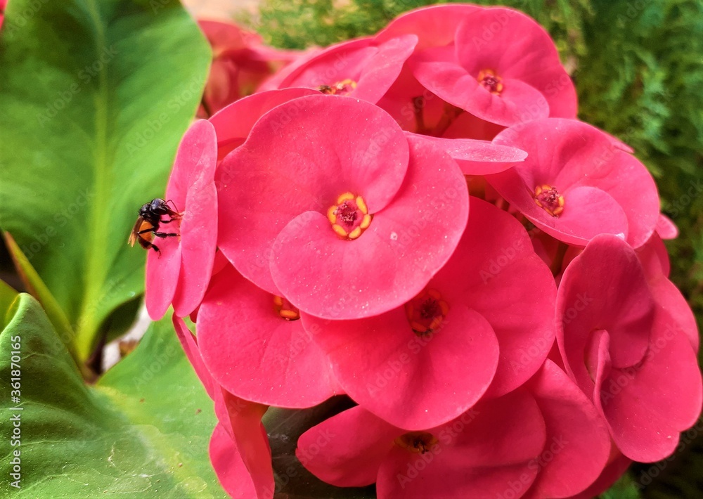 Planta Corona de espinas . Abeja extrayendo polen. Comunión entre ...