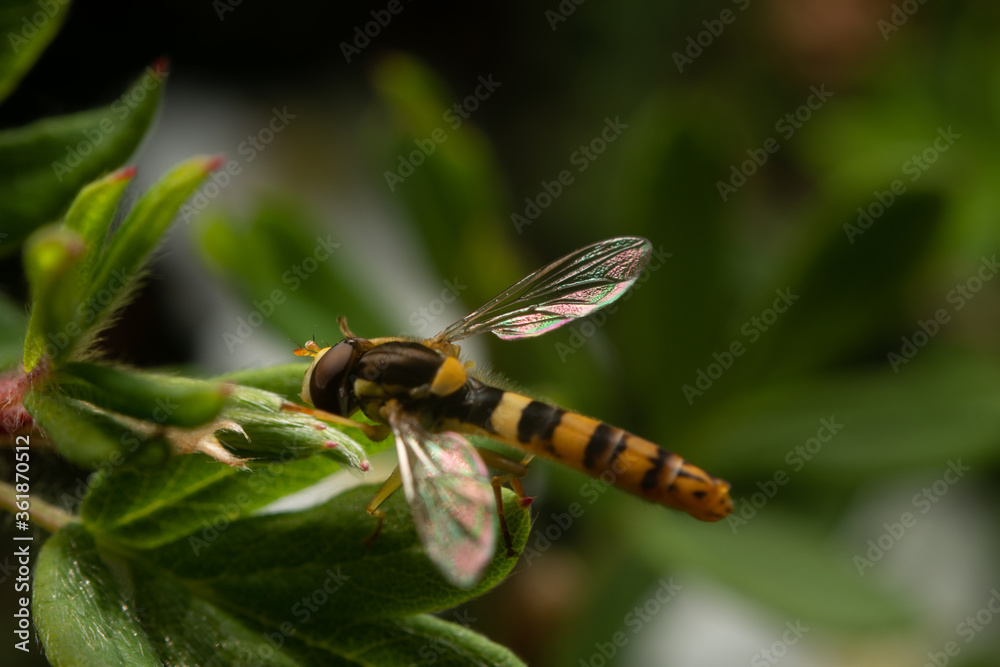 A wasp-like fly. A fly with yellow and black stripes on the abdomen ...