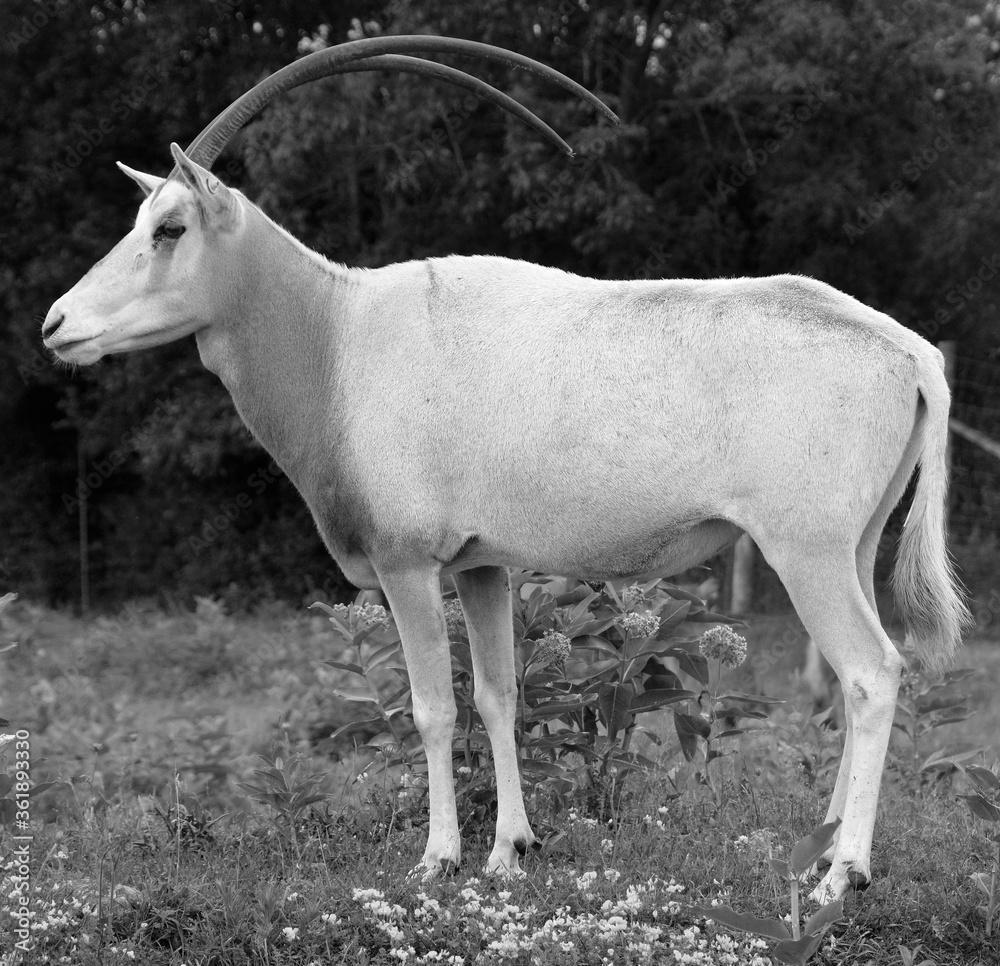 Addax, also known as the white antelope and the screwhorn antelope, is ...