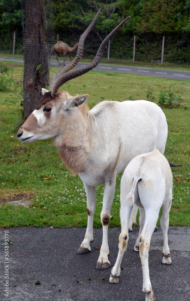 Addax, also known as the white antelope and the screwhorn antelope, is ...