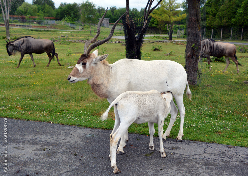 Addax, also known as the white antelope and the screwhorn antelope, is ...