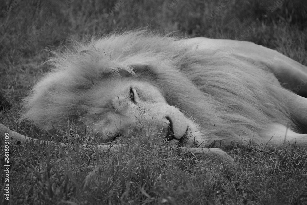 Foto de White lion is a rare color mutation of the lion. When the first ...