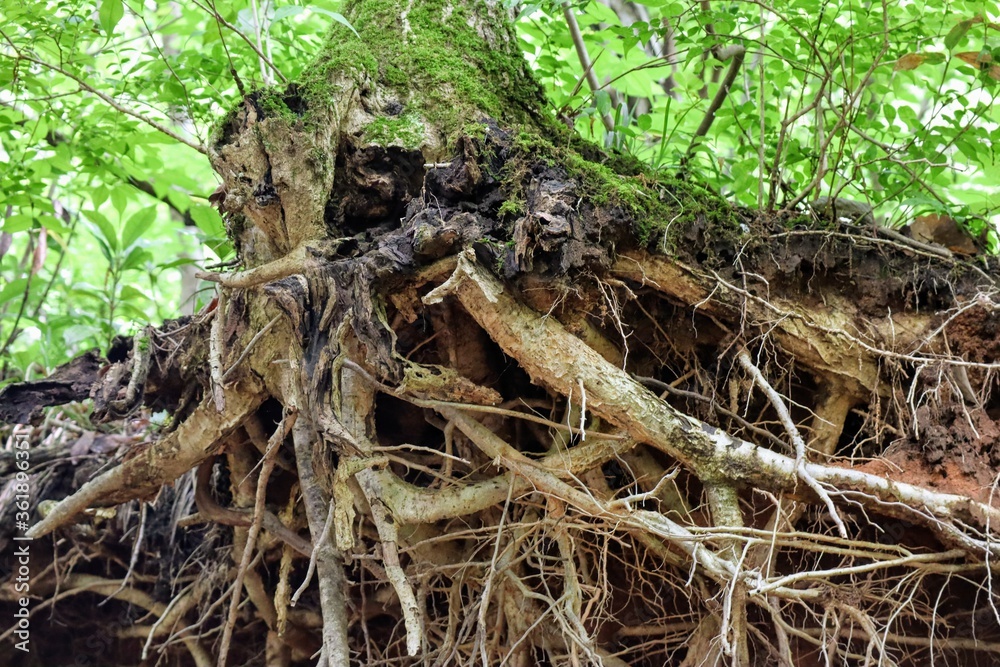 日本の山の木の根 Stock 写真 | Adobe Stock