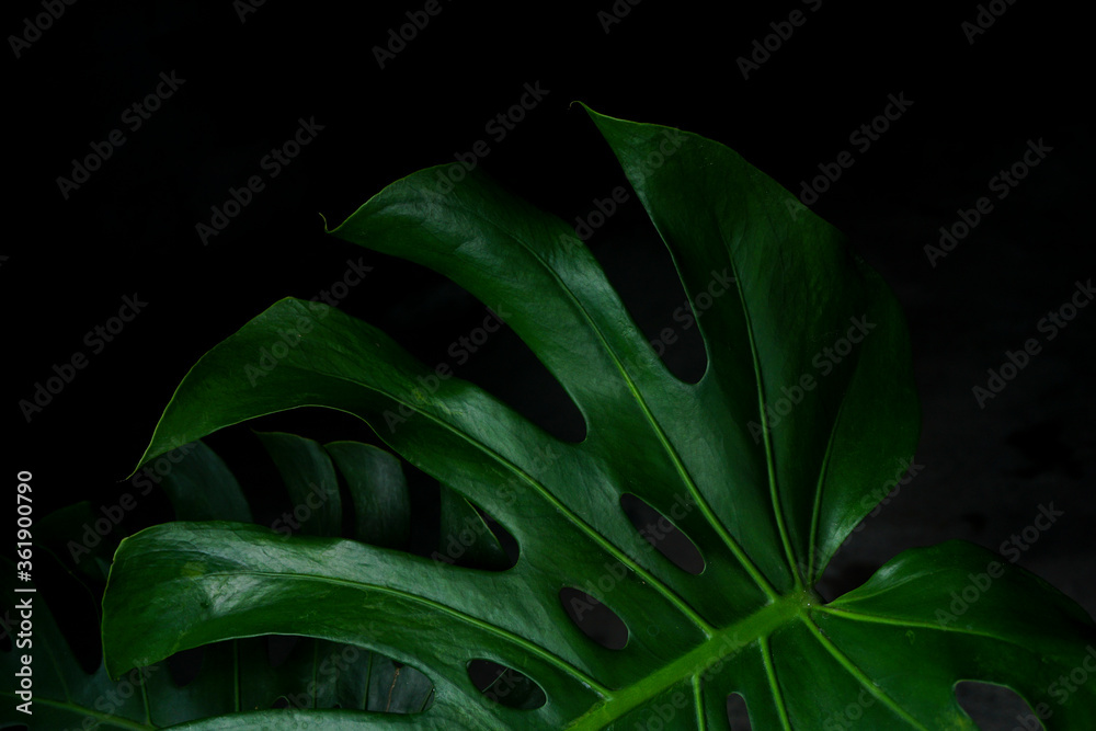 fresh green monstera plant leaf isolated with dark background. tropical ...