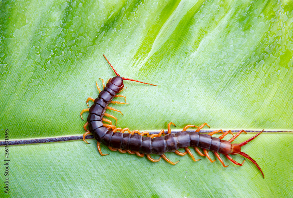 Centipedes are poisonous animals with many legs. Stock Illustration ...