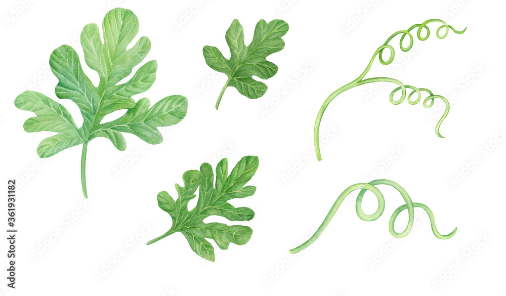 Watercolor watermelon green leaves isolated on white background. Hand ...