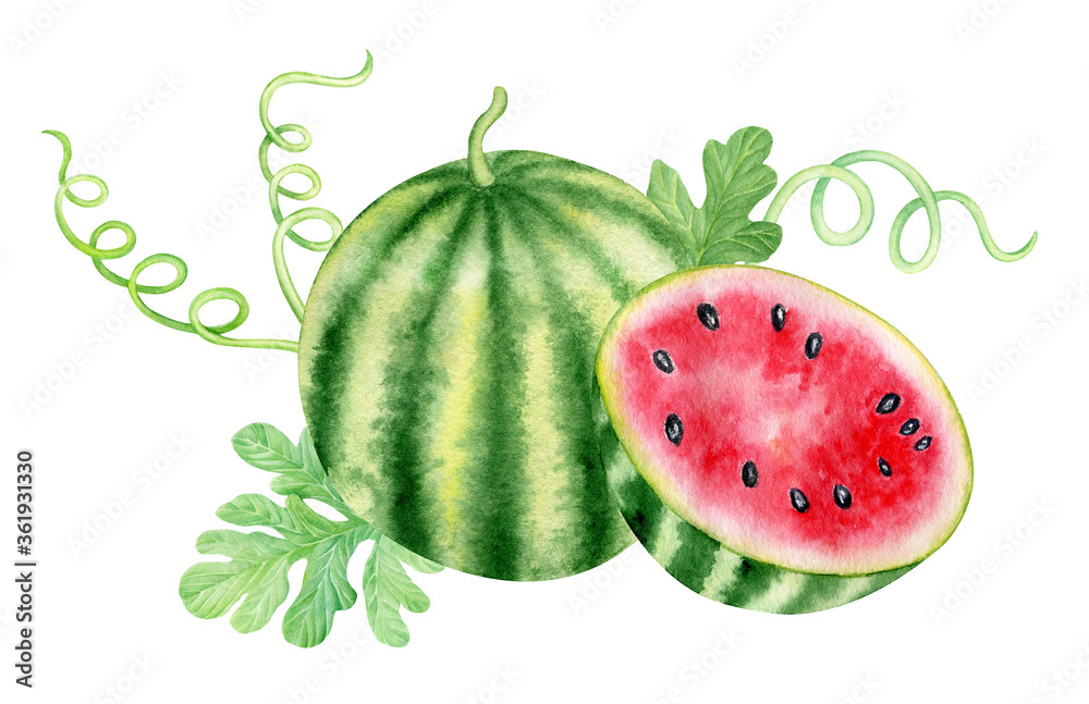 Watercolor fresh watermelon with half part and leaves isolated on white ...