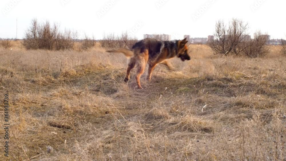 Adult dog German shepherd chasing tail on a walk. The animal spinning ...