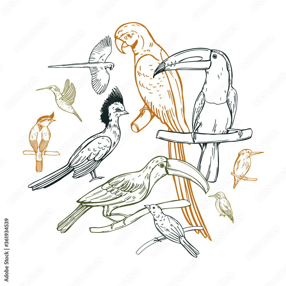 Hand drawn tropical birds in a circle on white background. Vector ...