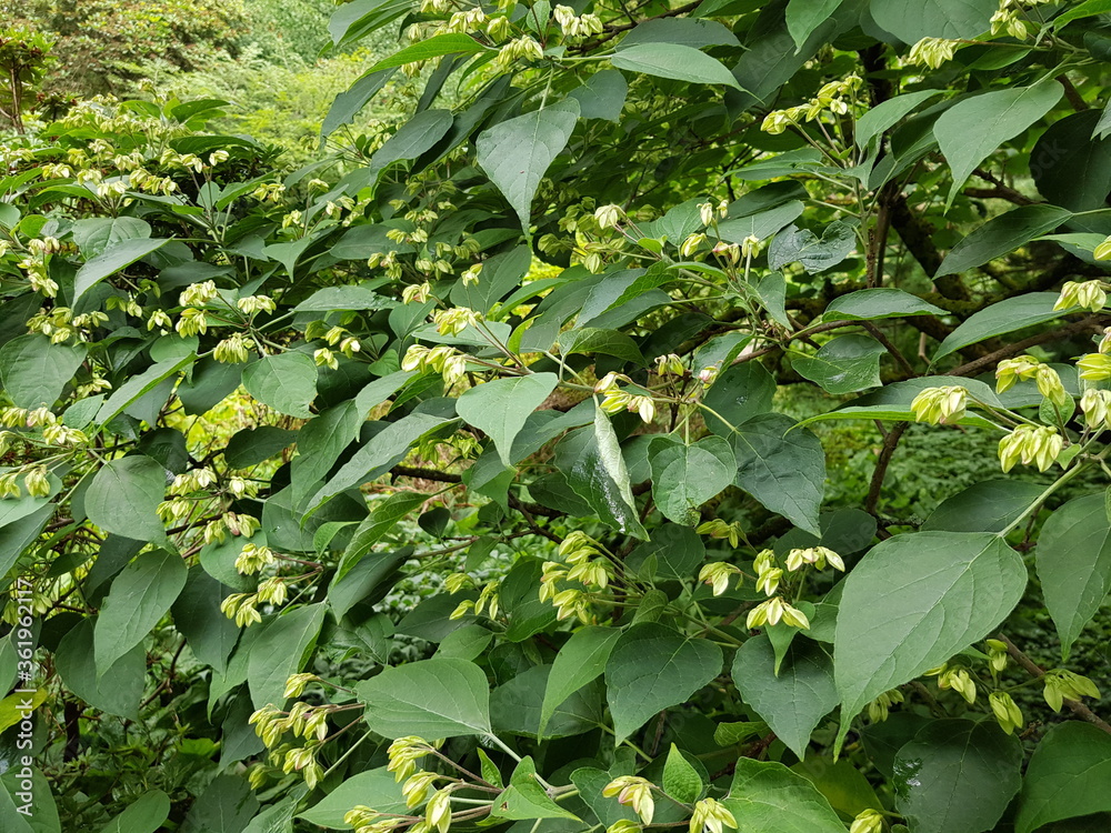 Clerodendrum trichotomum var. fargesii, Clerodendrum trichotomum, the ...