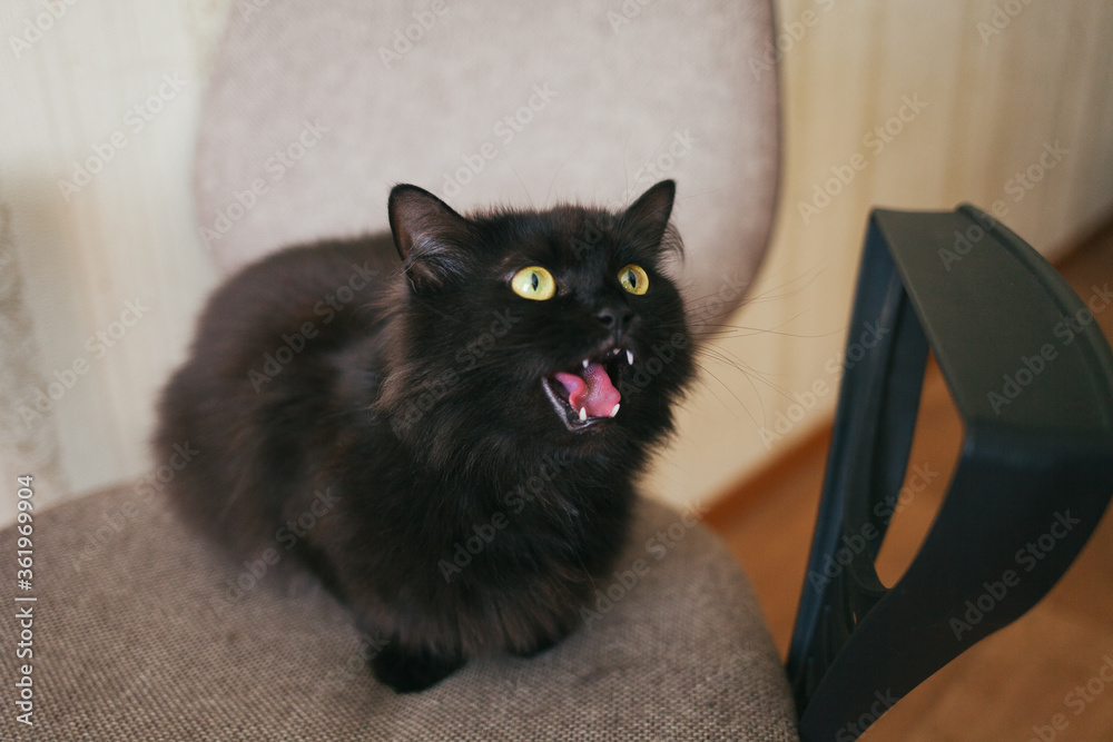 Angry cat. The black cat hisses. Cat rabies. The cat grins.Pets. Stock ...