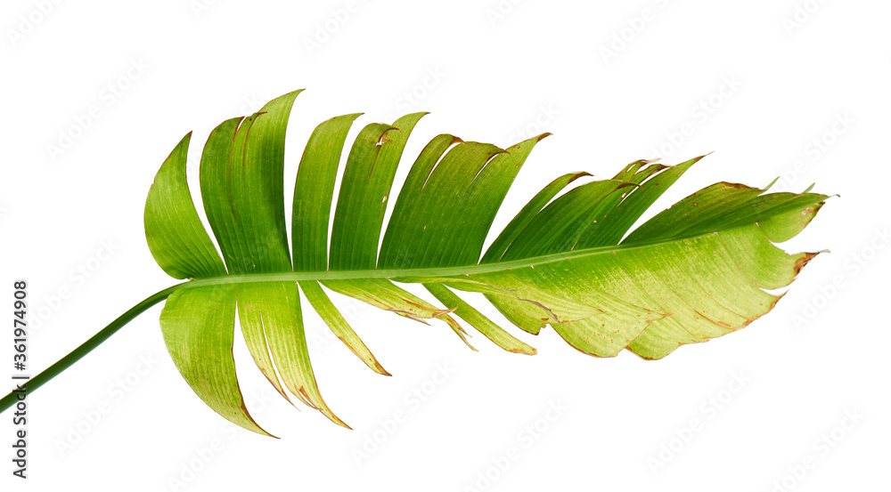 Heliconia chartacea leaves,Tropical leaf, Bird of paradise foliage ...