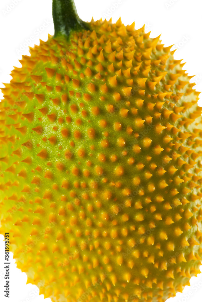 Gac fruit texture, Gac fruit or baby jackfruit isolated on white ...