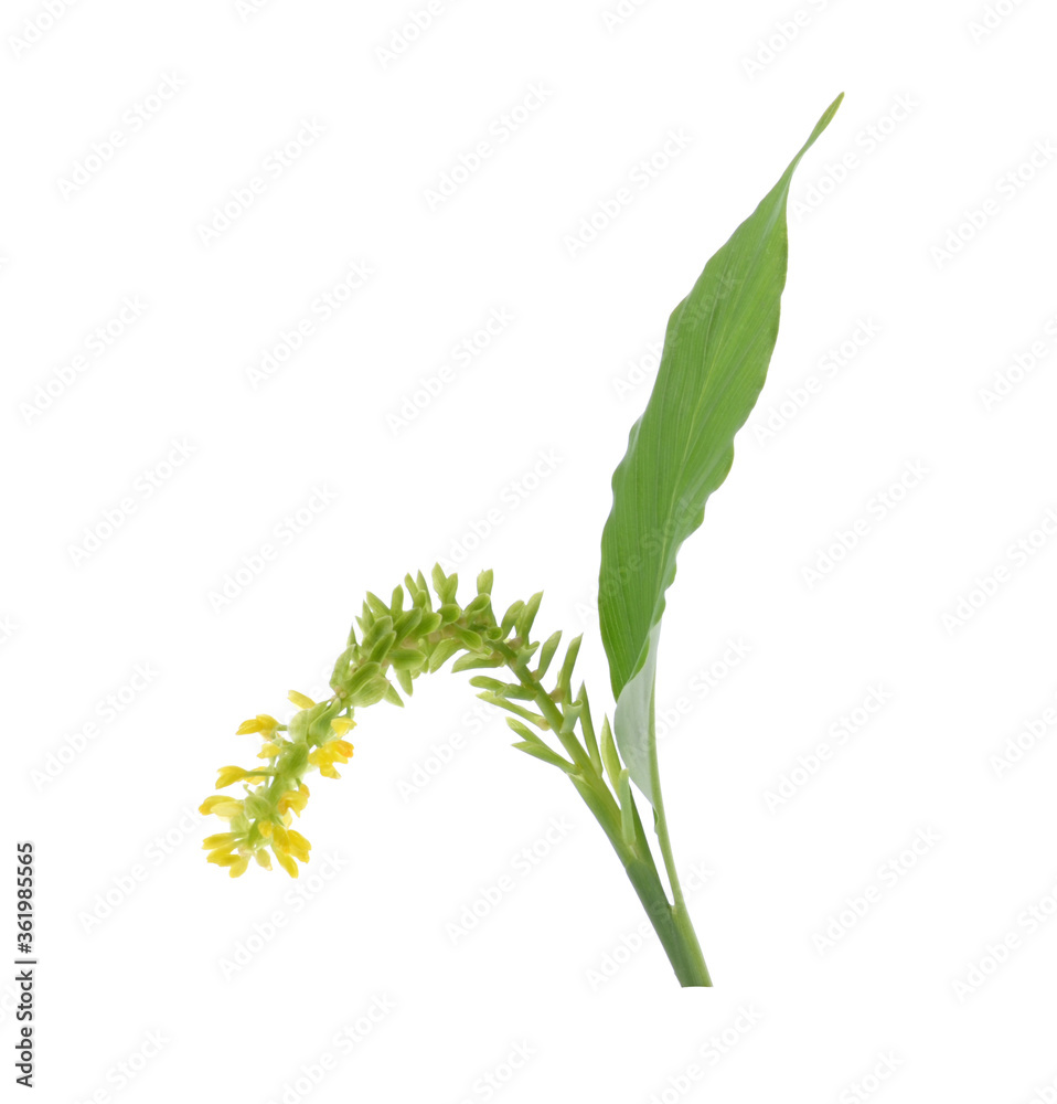 A sign of Buddhist Lent season in Thailand. White beauty called ...