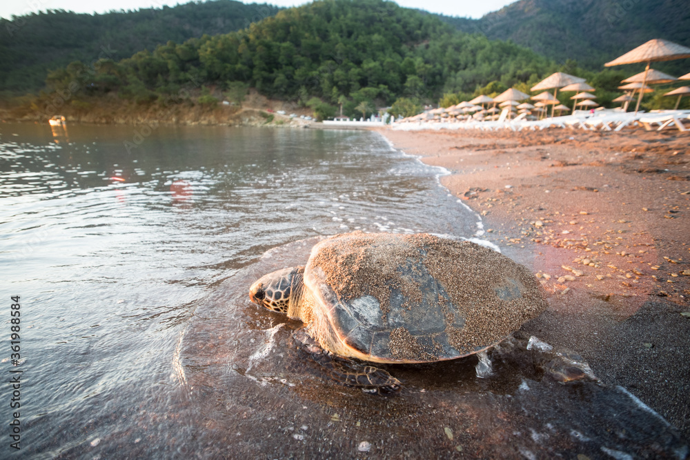 Loggerhead Sea Turtle (Caretta caretta), returns to the sea after ...