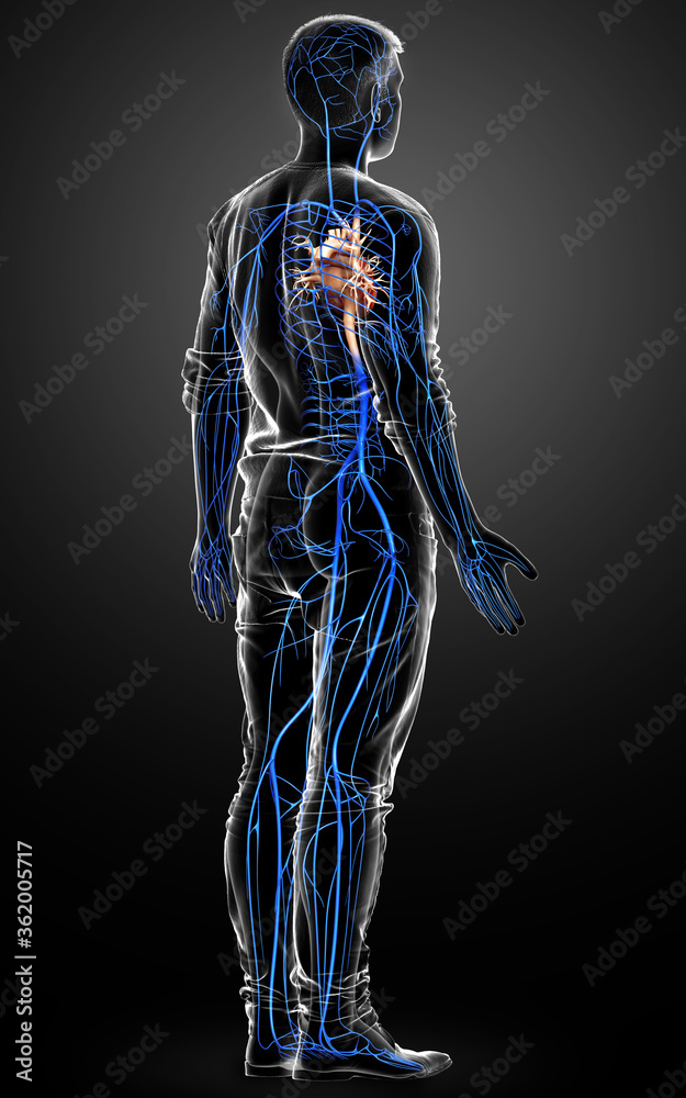 3d rendered medically accurate illustration of a male Veins anatomy ...