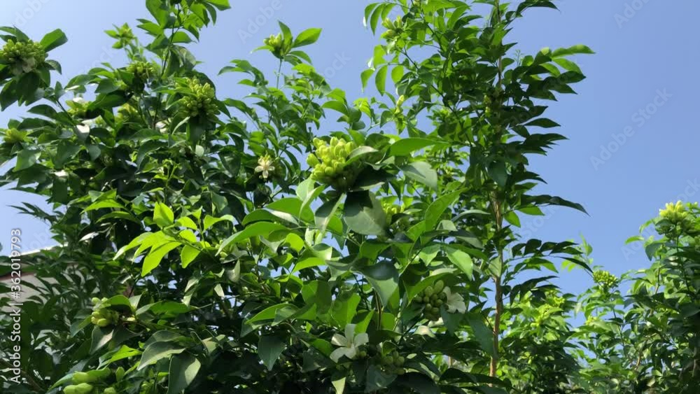 Beautiful green leaves of plants named Beautiful green leaves of plants named