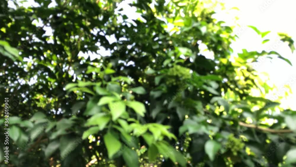 Beautiful green leaves of plants named Beautiful green leaves of plants named