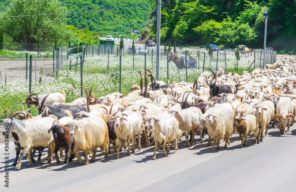 Side view of group of sheeps walking with horses in the background and ...