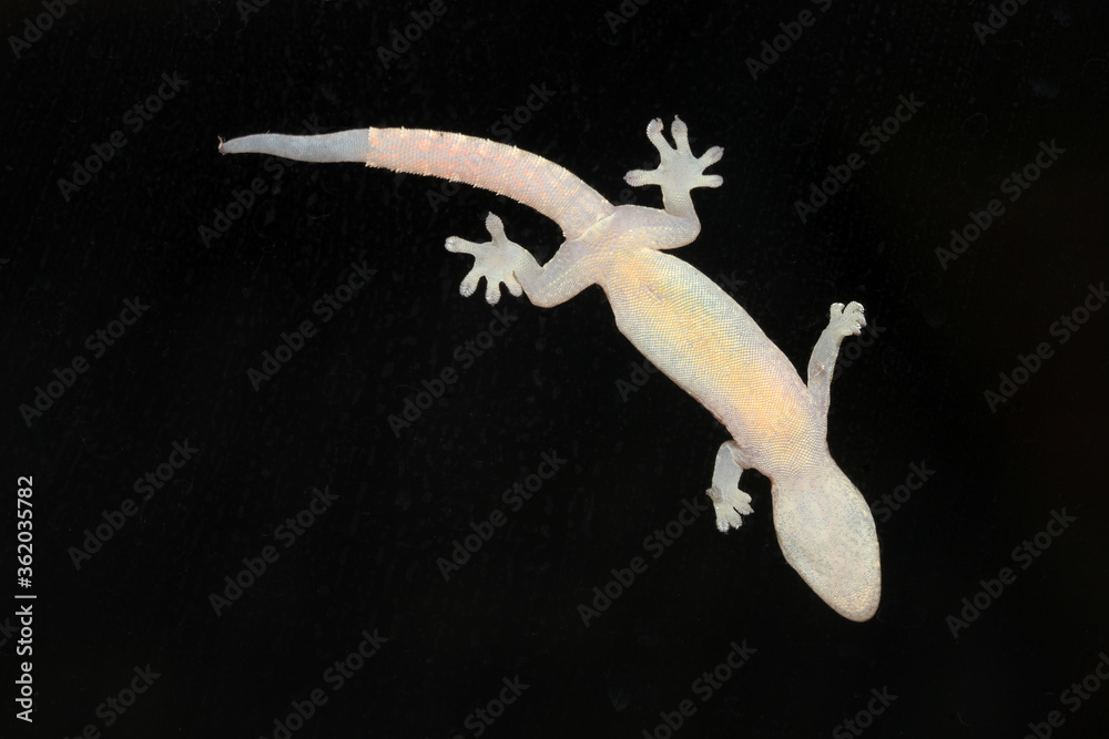 Belly of a mourning gecko (Lepidodactylus lugubris) clinging to glass ...