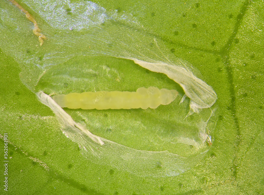 Moth Citrus Leafminer, Phyllocnistis citrella, (Lepidoptera ...