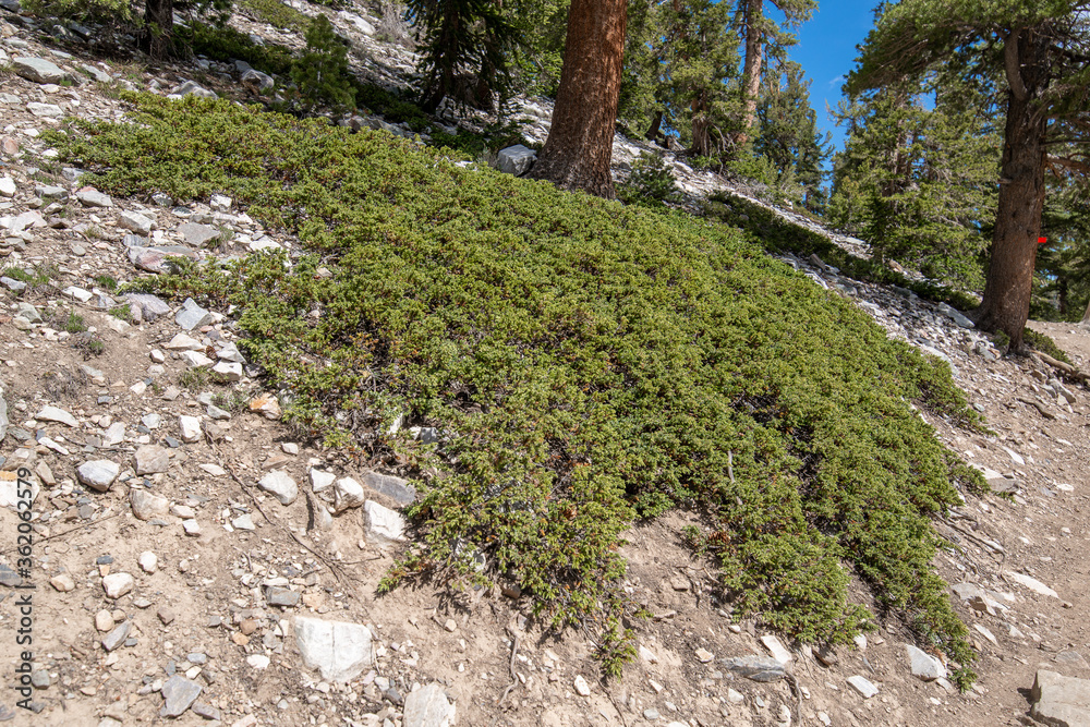 This type of common juniper (Juniperus communis depressa) forms low ...