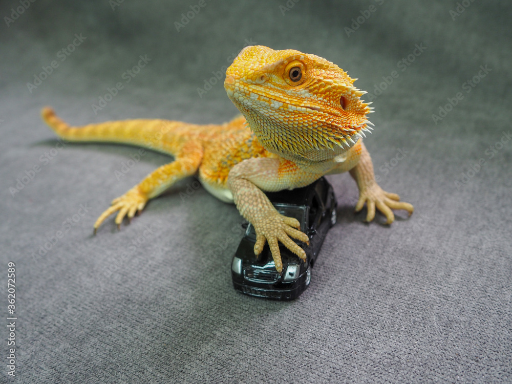 a real Agama lizard bright orange stepped on a miniature replica of the ...