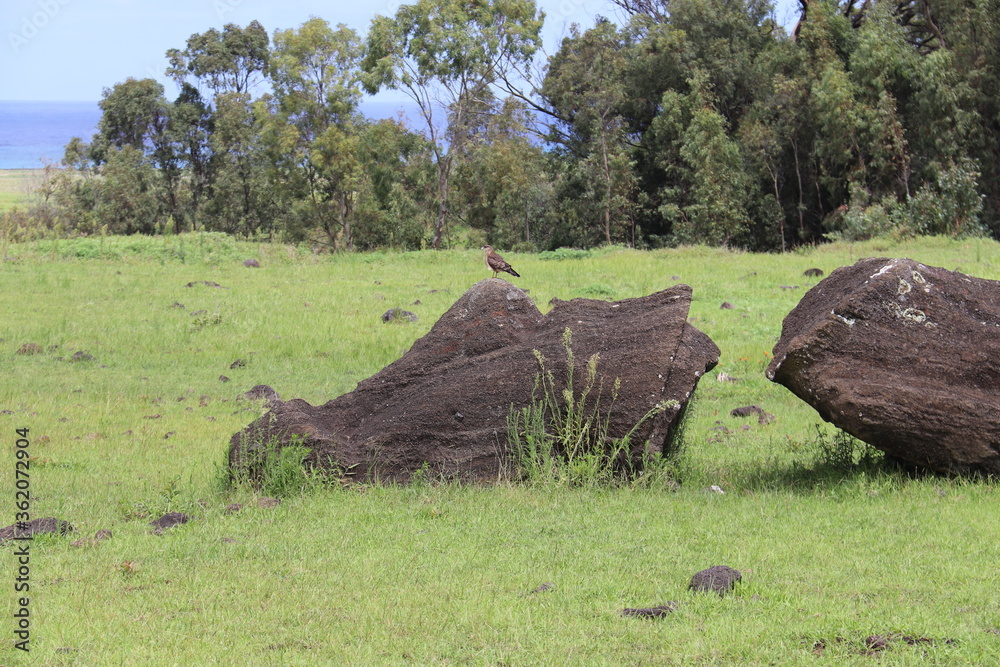 Moaï à terre du volcan Rano Raraku à l'île de Pâques Photos | Adobe Stock