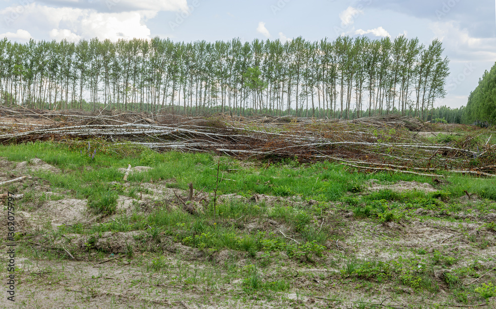 Area of illegal logging. Forests Deforestation humans are causing ...