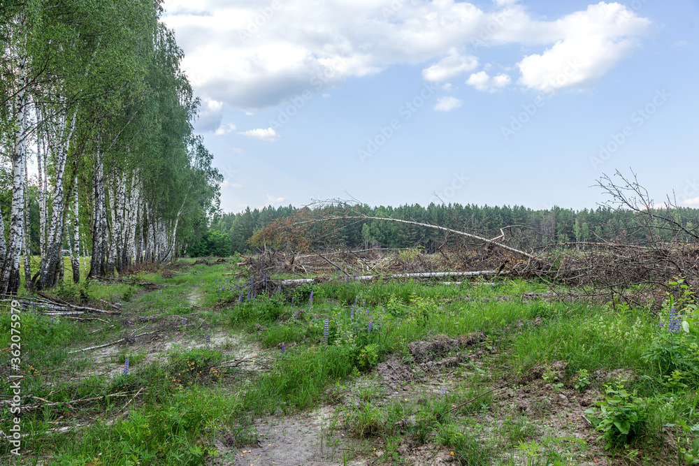 Area of illegal logging. Forests Deforestation humans are causing global warming. Deforestation ...