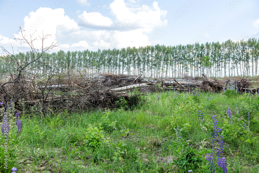 Area of illegal logging. Forests Deforestation humans are causing global warming. Deforestation ...