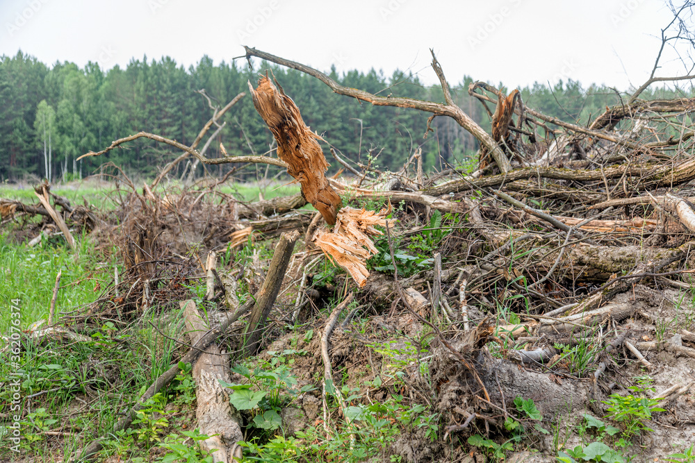 Area of illegal logging. Forests Deforestation humans are causing global warming. Deforestation ...