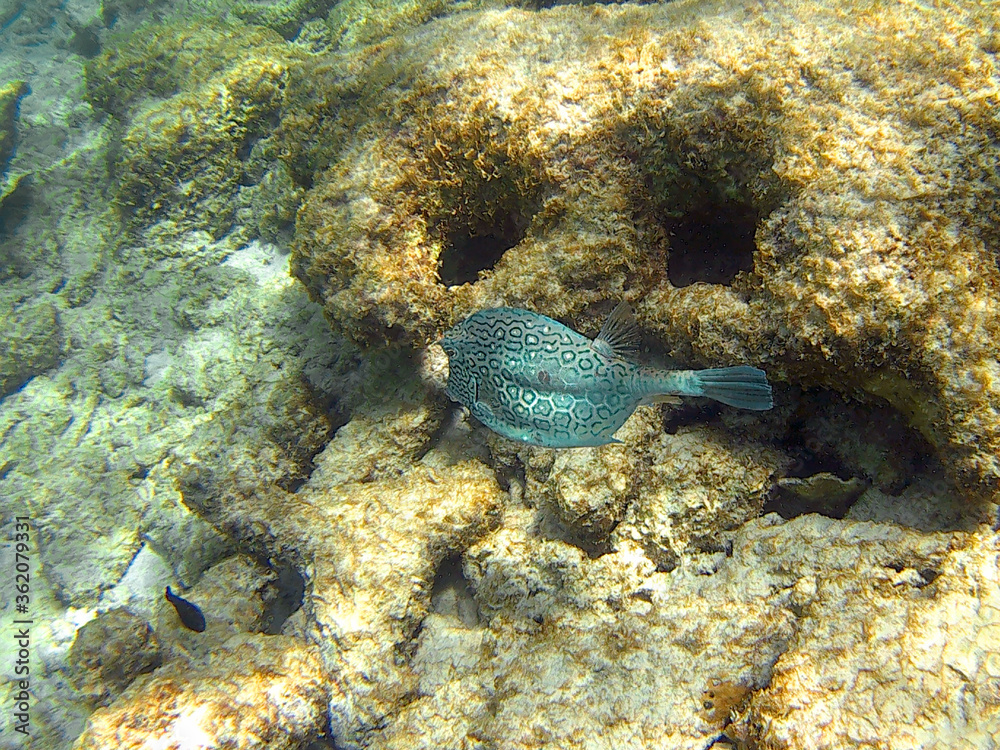 Under water picture of a honeycomb cowfish swimming in the Caribbean ...