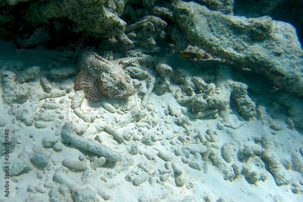 Under water picture of a poisonous stonefish in the Caribbean Ocean of ...
