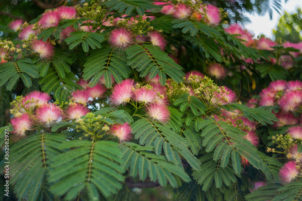 Foto Stock Flowers of Albizia julibrissin close-up. In summer, Albizia ...
