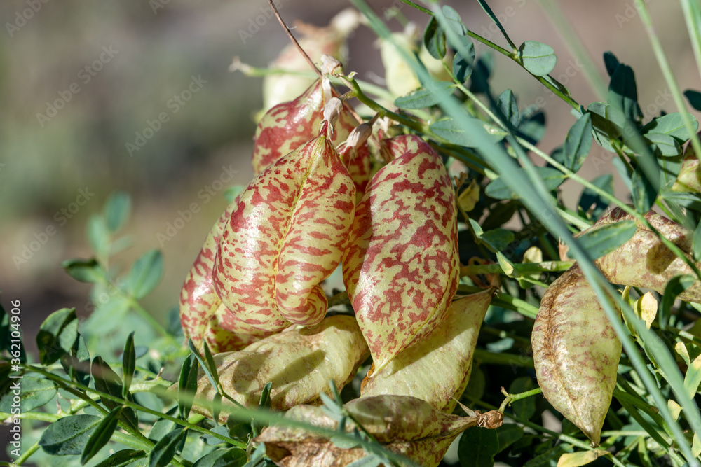 The seed pods of egg milkvetch (Astragalus oophorus var. oophorus) are ...