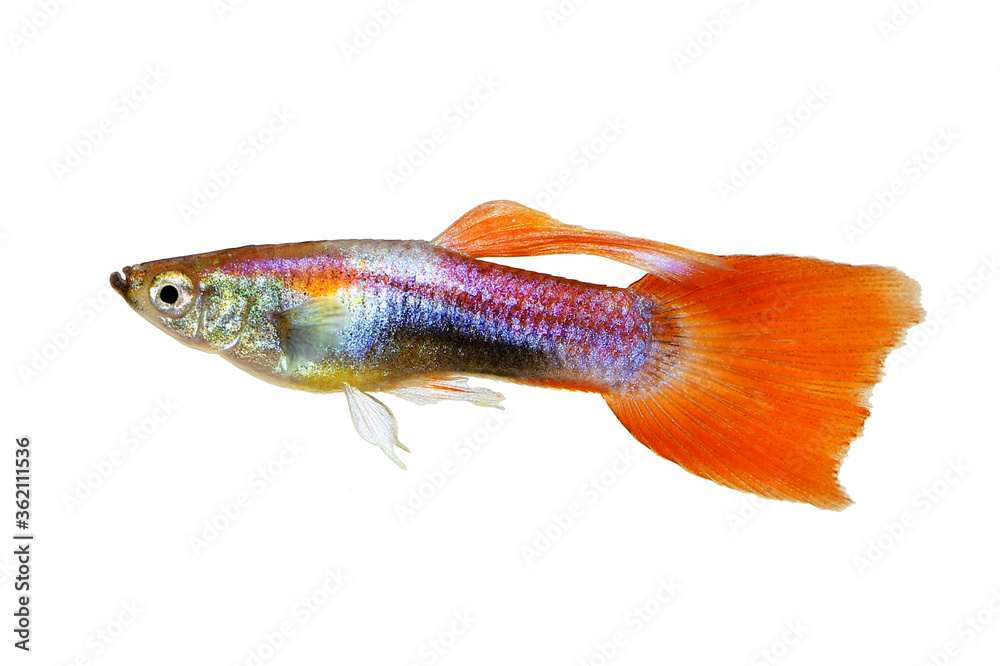 Guppy Poecilia reticulata colorful rainbow tropical aquarium fish Stock ...