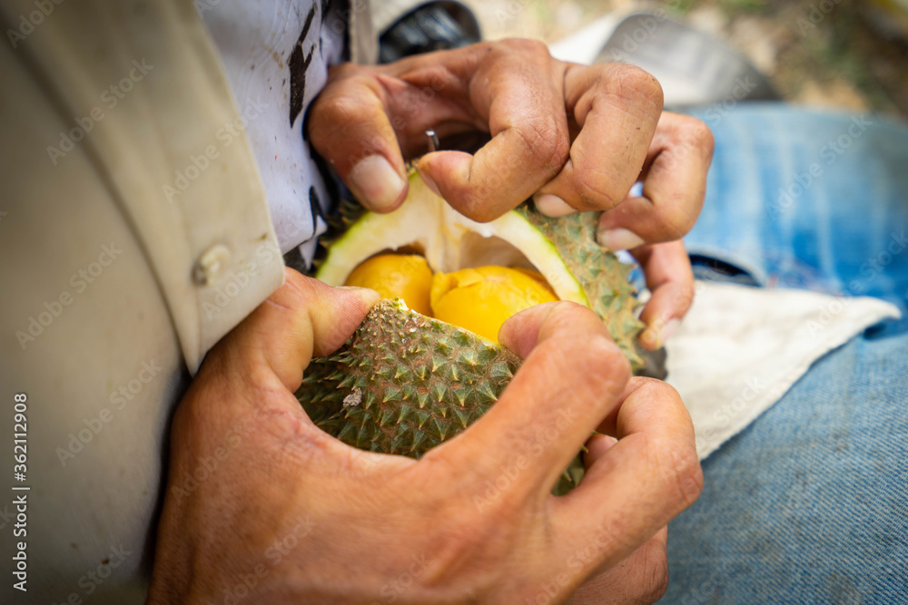 Durian, oval-shaped, large, hard-shelled lobes Hard thorns all over the ...