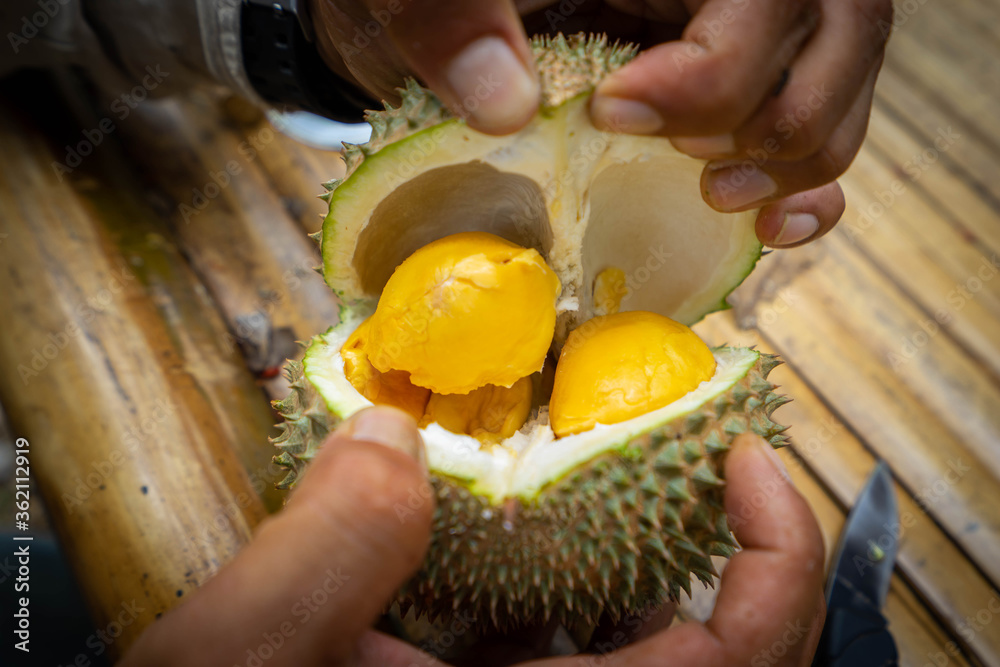 Durian, oval-shaped, large, hard-shelled lobes Hard thorns all over the ...