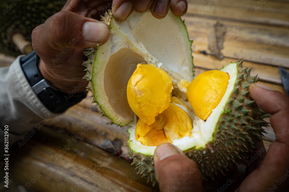 Durian, oval-shaped, large, hard-shelled lobes Hard thorns all over the ...