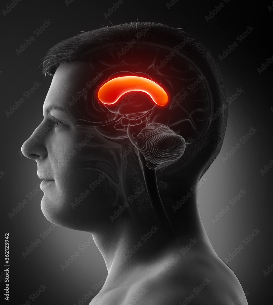 3d rendered medically accurate illustration of a male brains anatomy ...