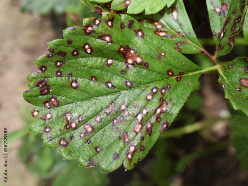 Strawberry leaf spot - fungal disease caused by Mycosphaerella ...