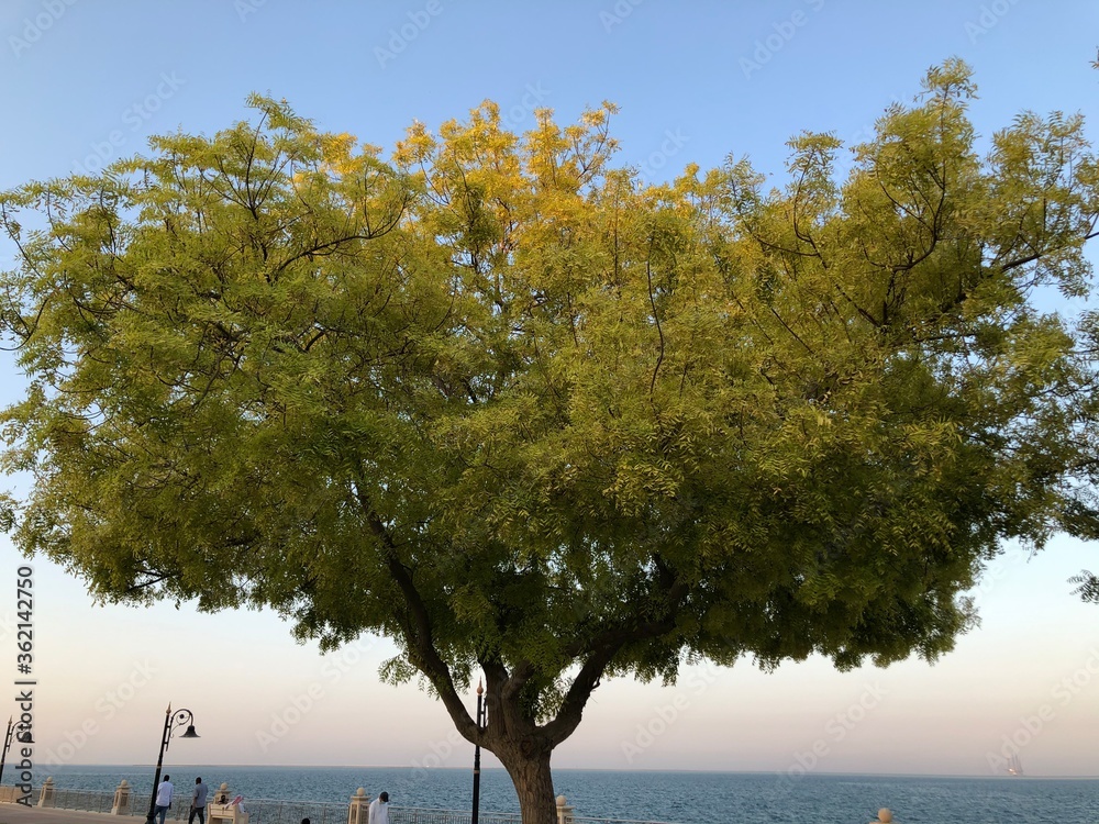 Neem tree on the beach- Neem protects environment Stock Photo | Adobe Stock