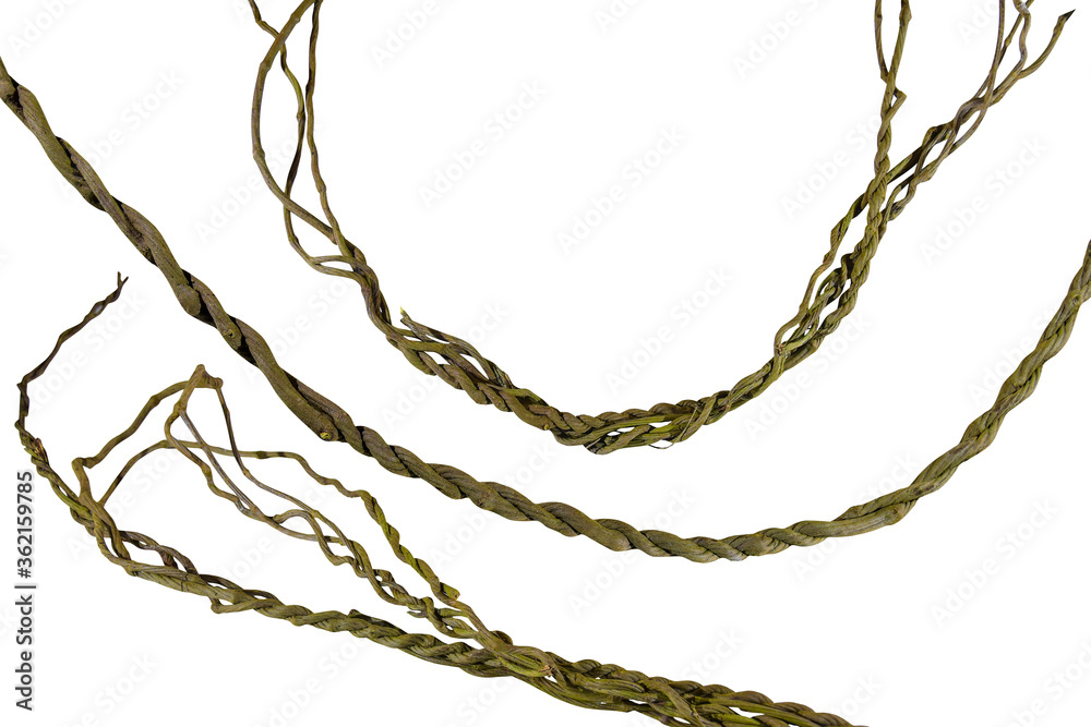 vine roots (Cayratia trifolia) liana ivy plant bush, nature frame ...