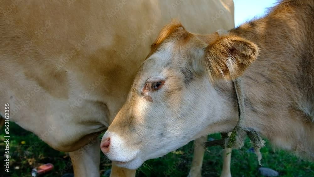 Portrait of a cow in the pasture. Animal head close up. Flies sit on ...