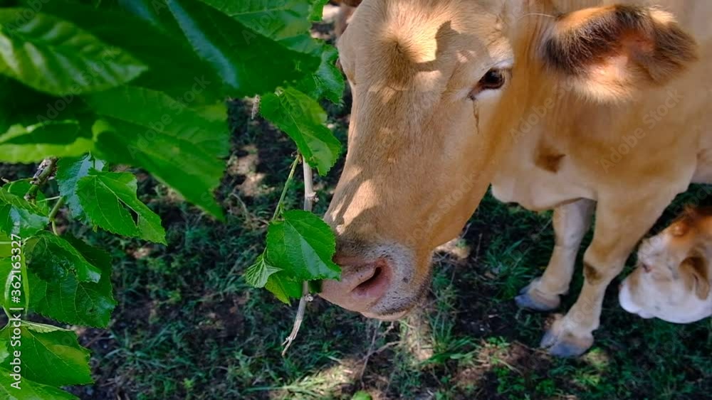 Portrait of a cow in the pasture. Animal head close up. Flies sit on ...