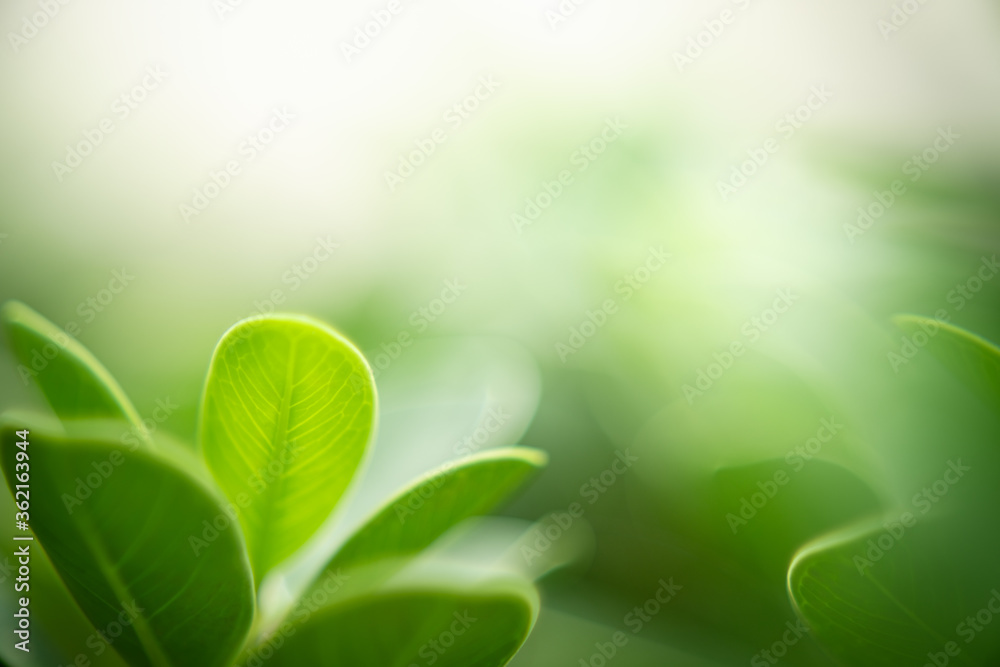Nature of green leaf in garden at summer. Natural green leaves plants ...