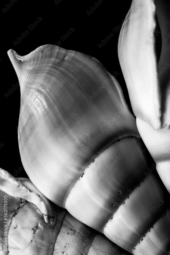 From the shell and all kinds of shells from the front view. Sea shells ...